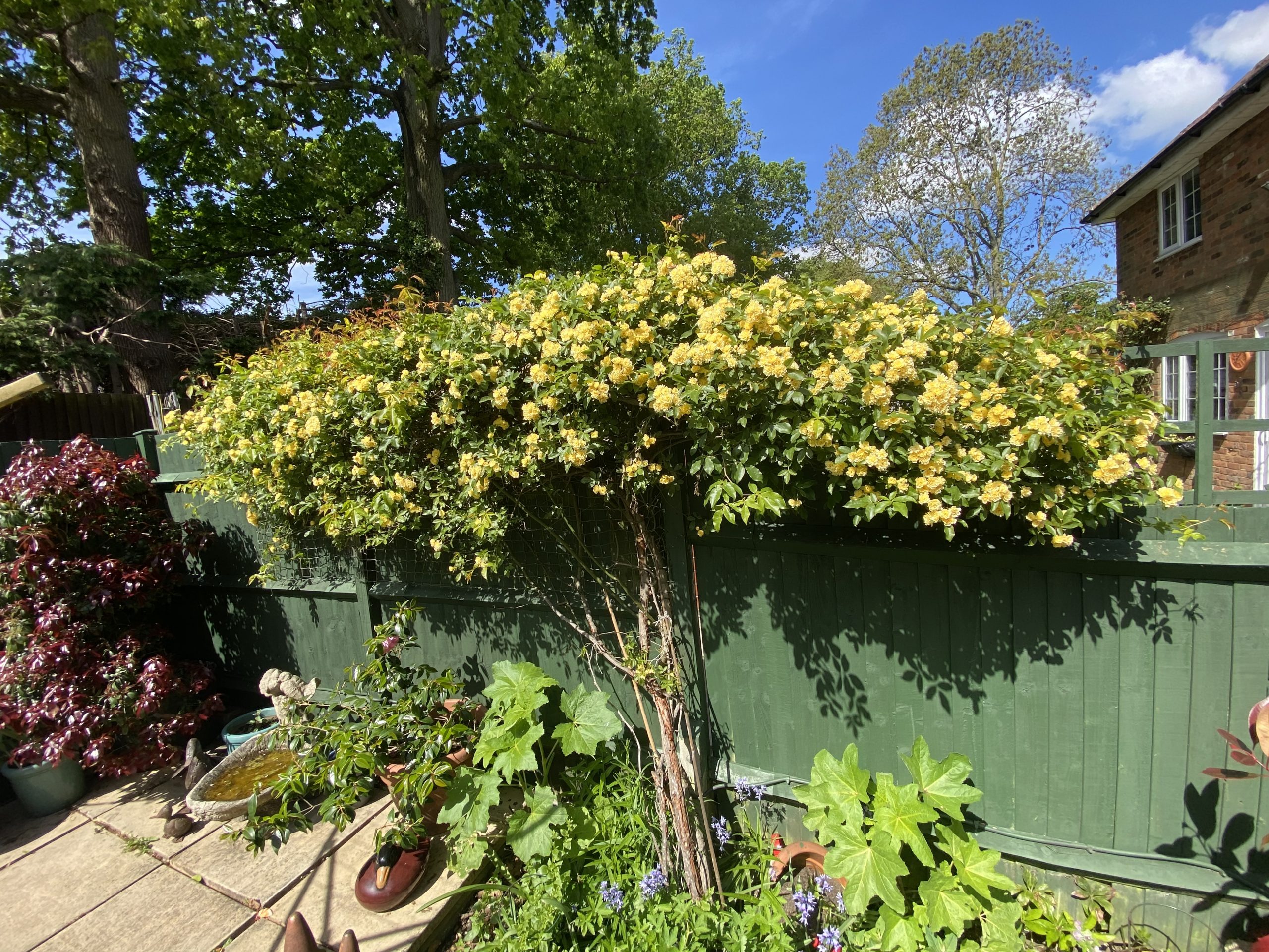 Case Study 2 | Sharp Garden Services : Sharp Garden Services