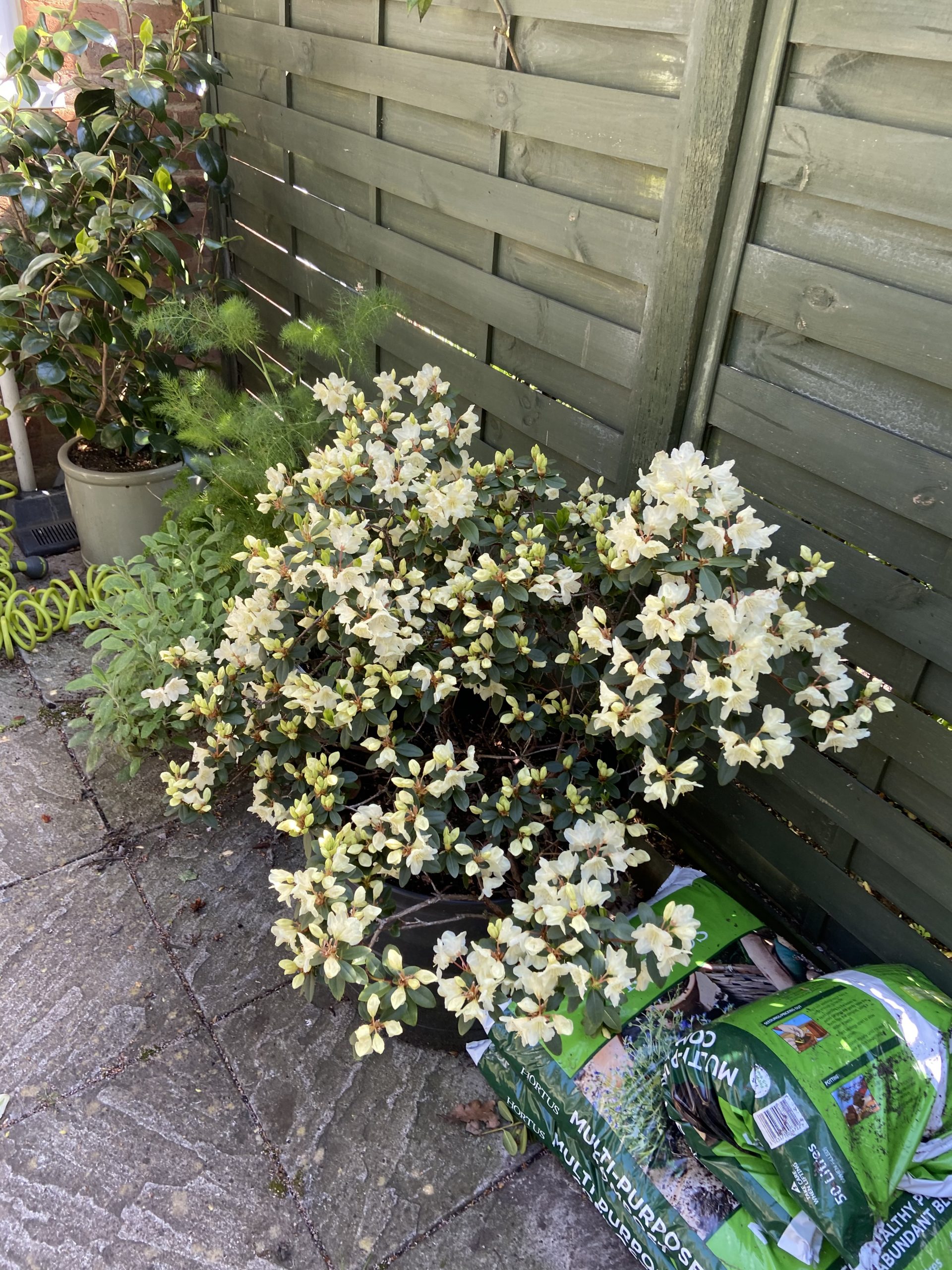 Case Study 2 | Sharp Garden Services : Sharp Garden Services